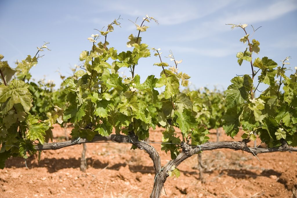 Cataluña, polo de atracción de vinos naturales - El Blog de Gourmet Hunters