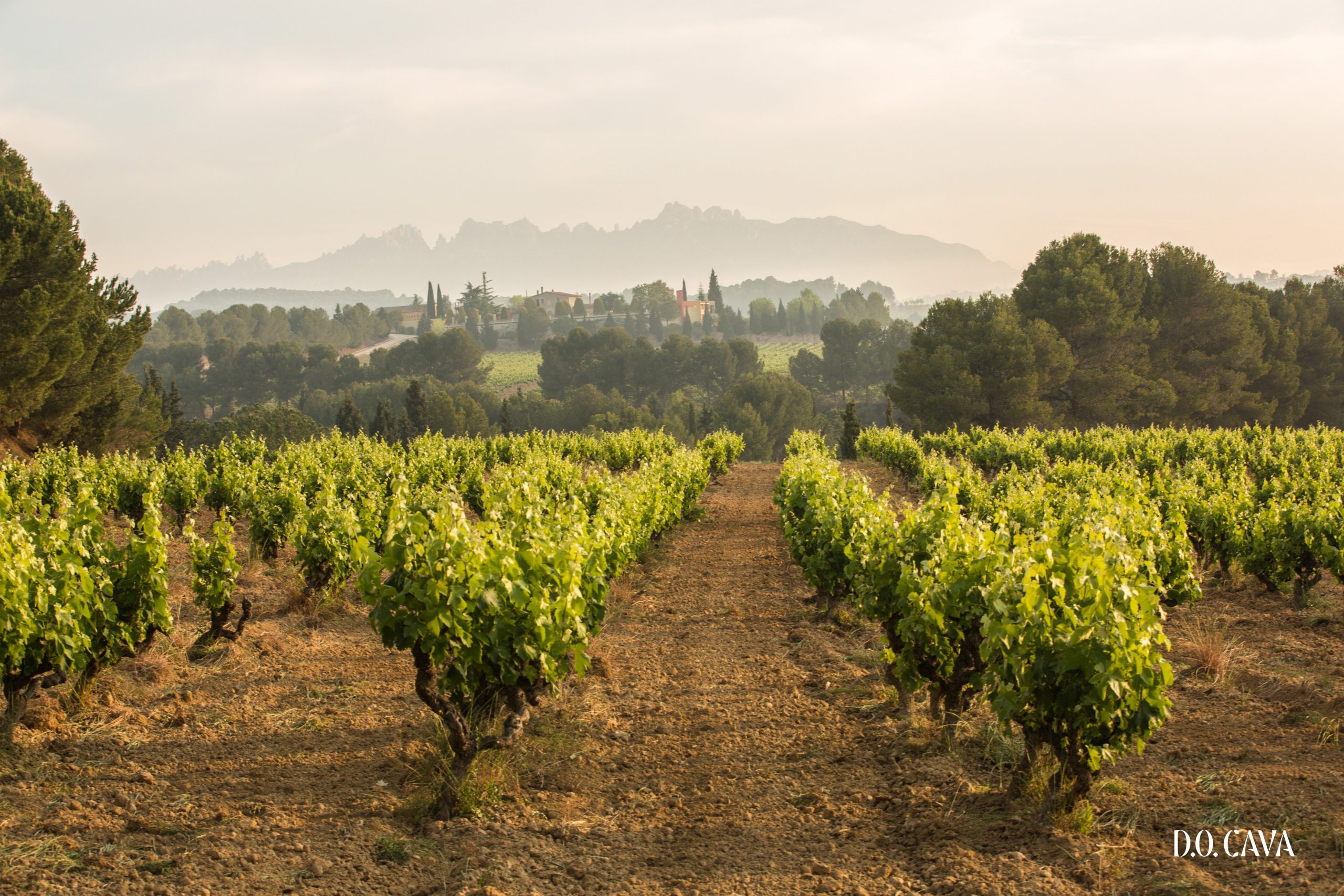 New regulations for DO Cava wines for 2021 - Gourmet Hunters Blog