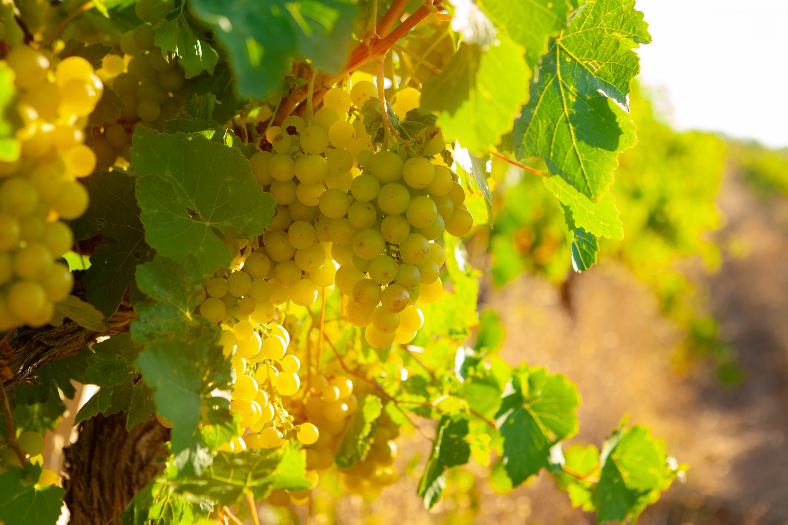 Todo acerca de la Garnacha Blanca - El Blog de Gourmet Hunters