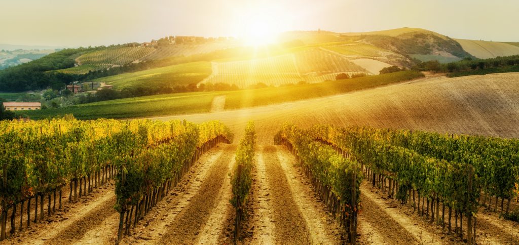 5 Italian wines you must try - Gourmet Hunters Blog