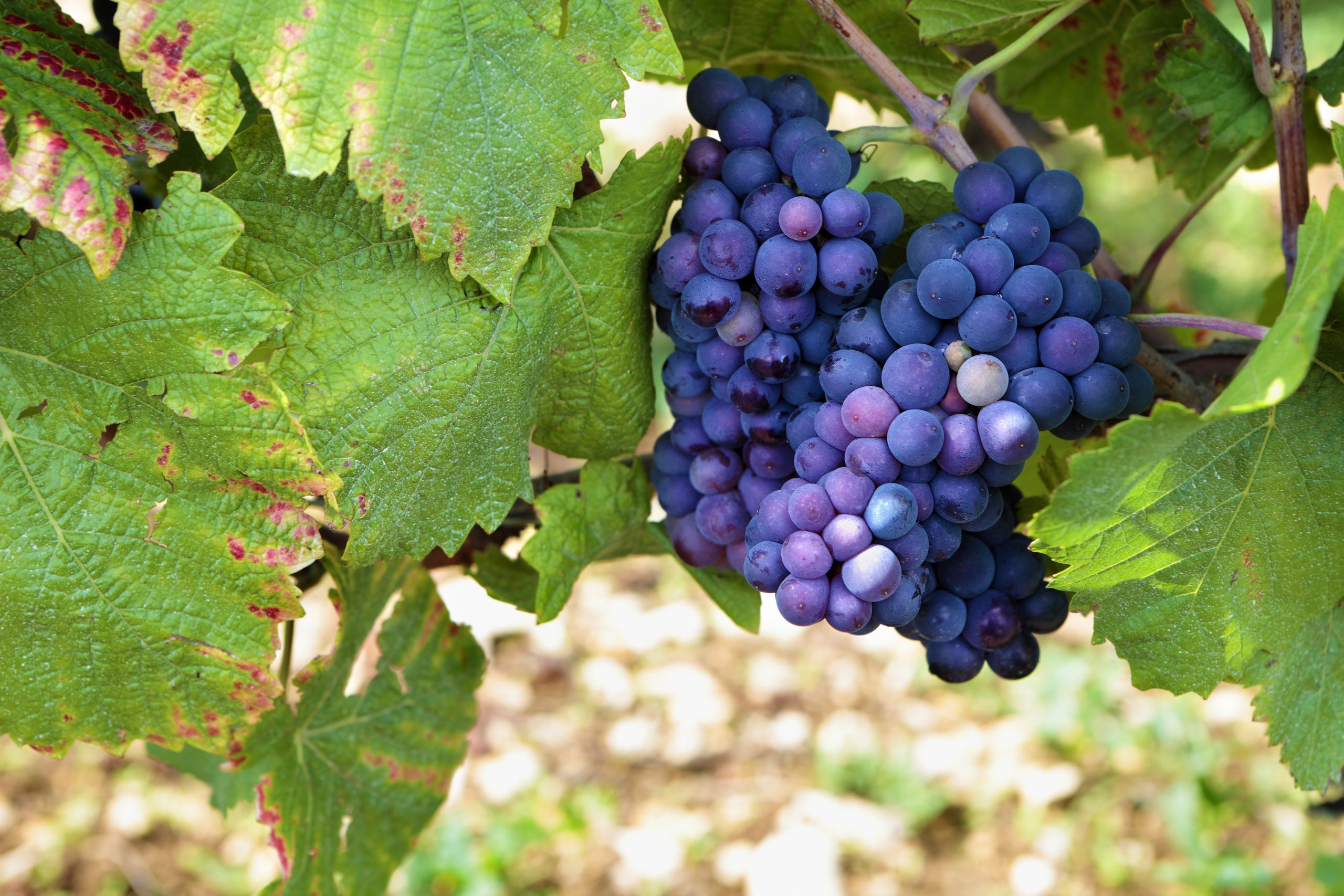 18 August International Pinot Noir Day: All about this grape variety ...