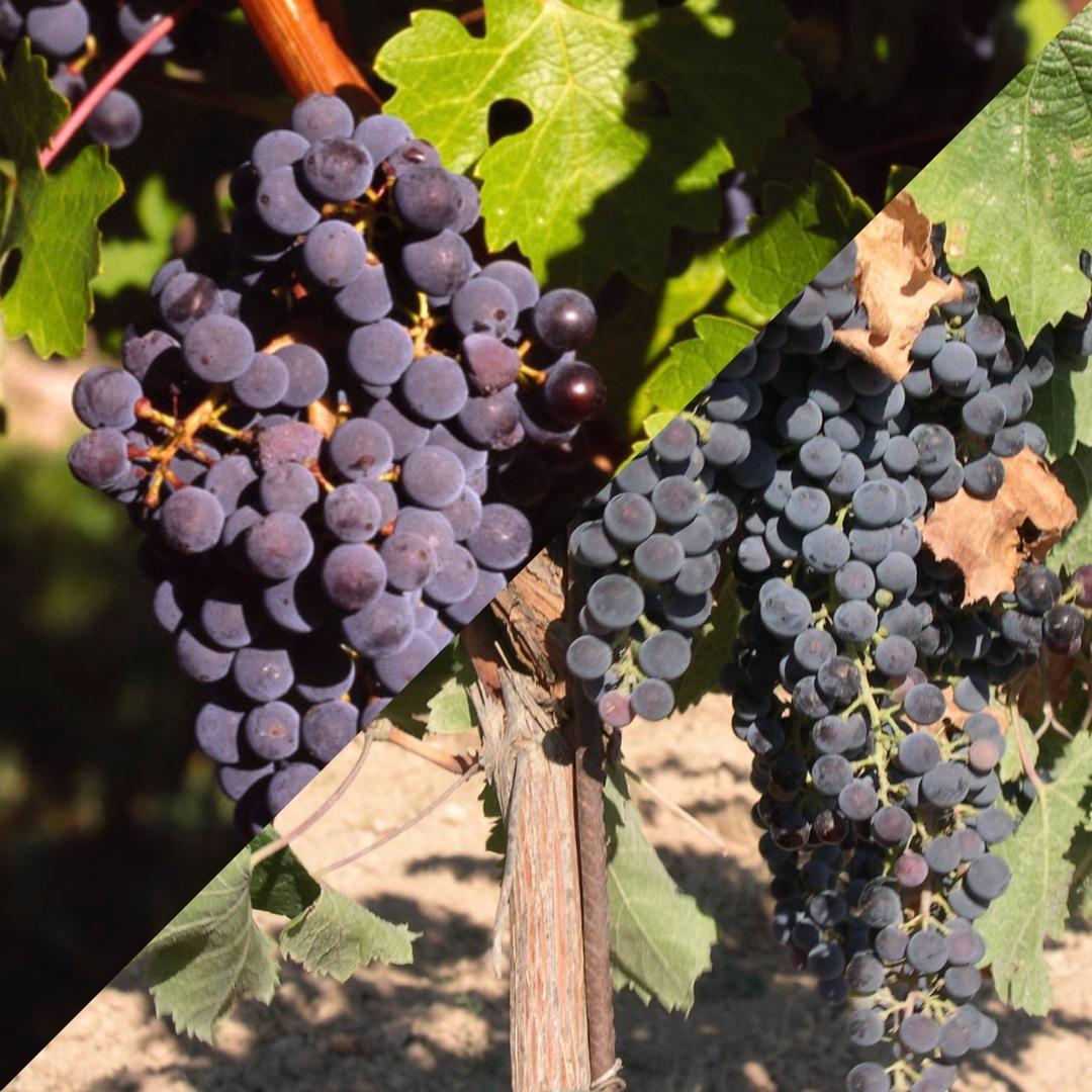 Cabernet vs Merlot: ¿Cuál vino elegir? - El Blog de Gourmet Hunters