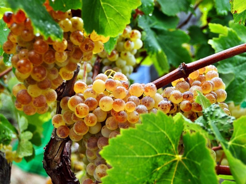 Brandy: Qué es y cómo se elabora - El Blog de Gourmet Hunters