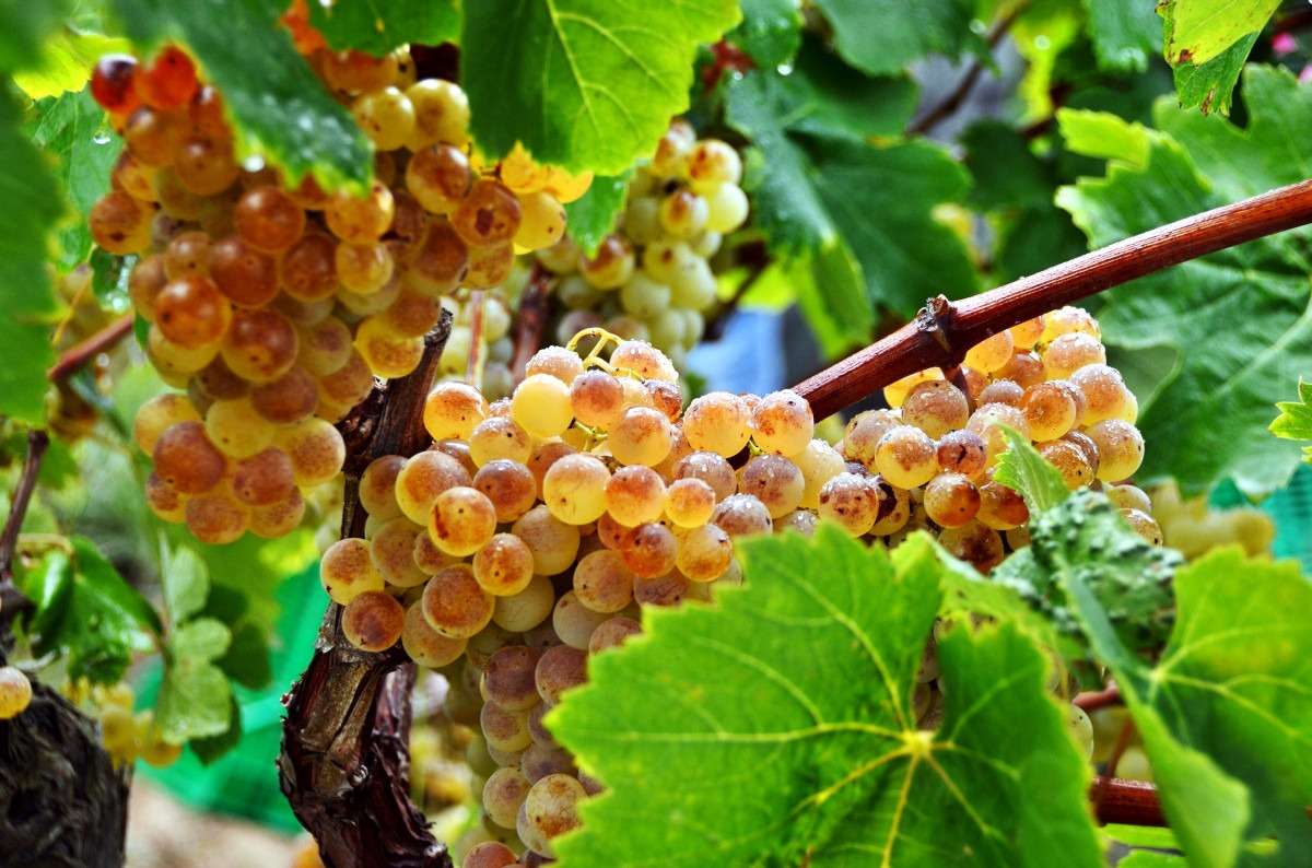 Xarel.lo, variedad estrella en el Penedés - El Blog de Gourmet Hunters