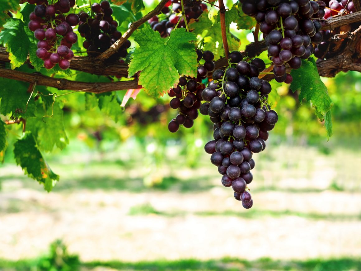 How to preserve wine at home? Find out the recommendations so as not to ...