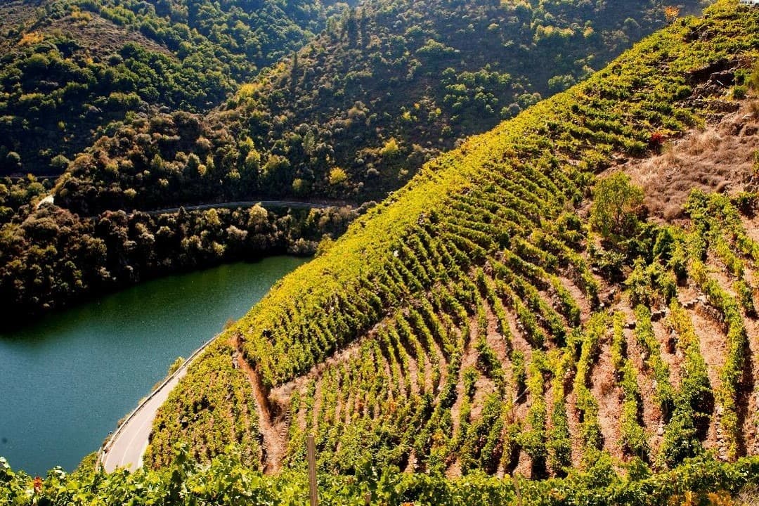 Discover the Ribeira Sacra and its production sub-areas and ...